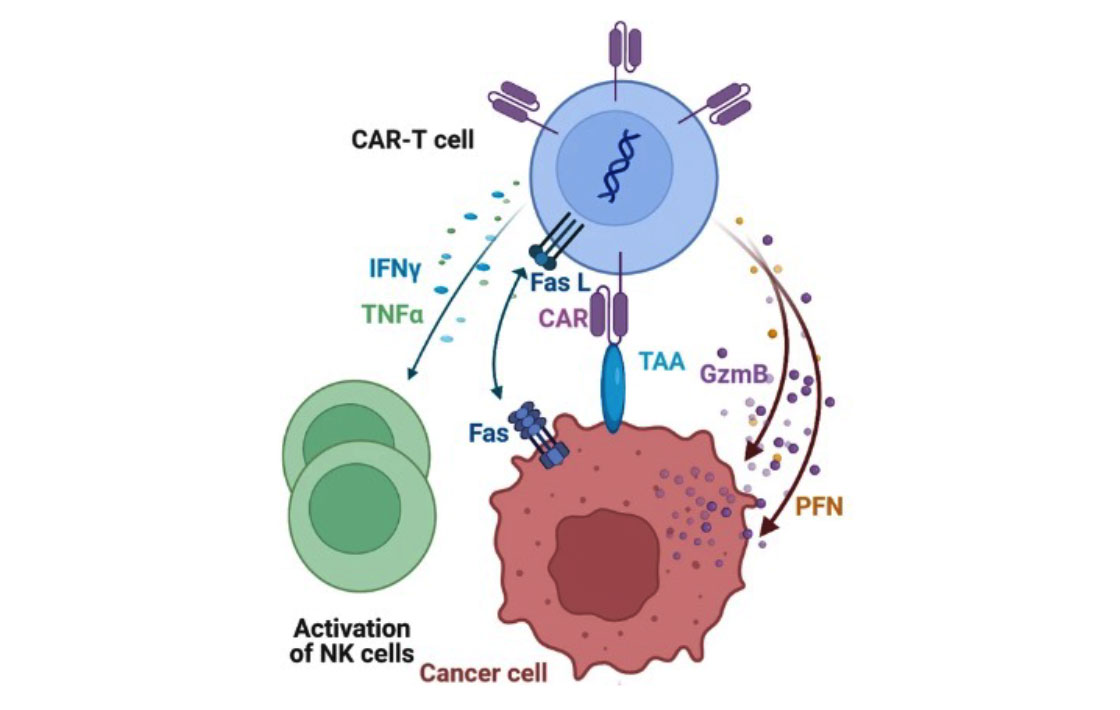 Ensuring CAR T Cell Quality: Validating a Potency Assay to Current Regulatory Standards