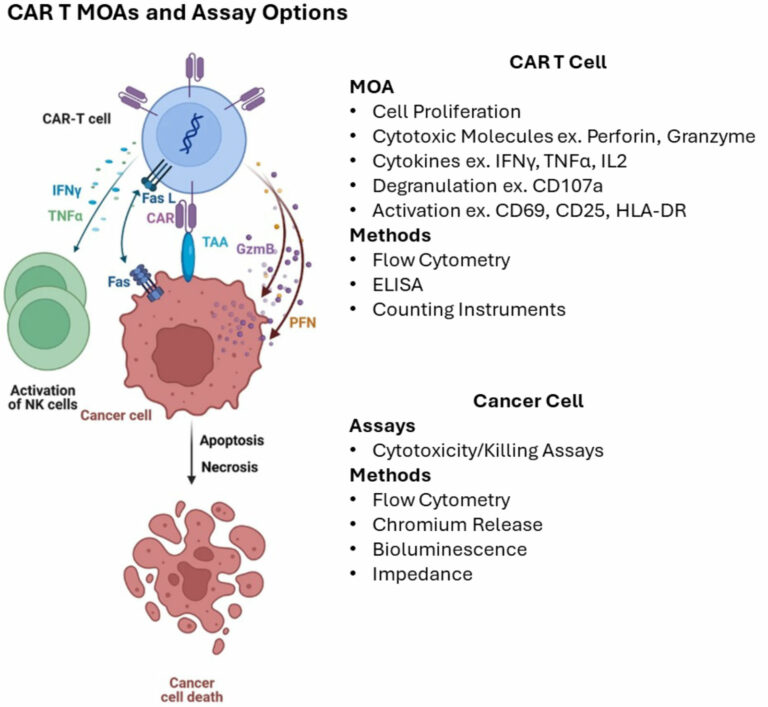 Ensuring CAR T Cell Quality: Validating a Potency Assay to Current ...