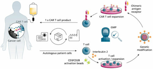 Ensuring CAR T Cell Quality: Validating a Potency Assay to Current ...